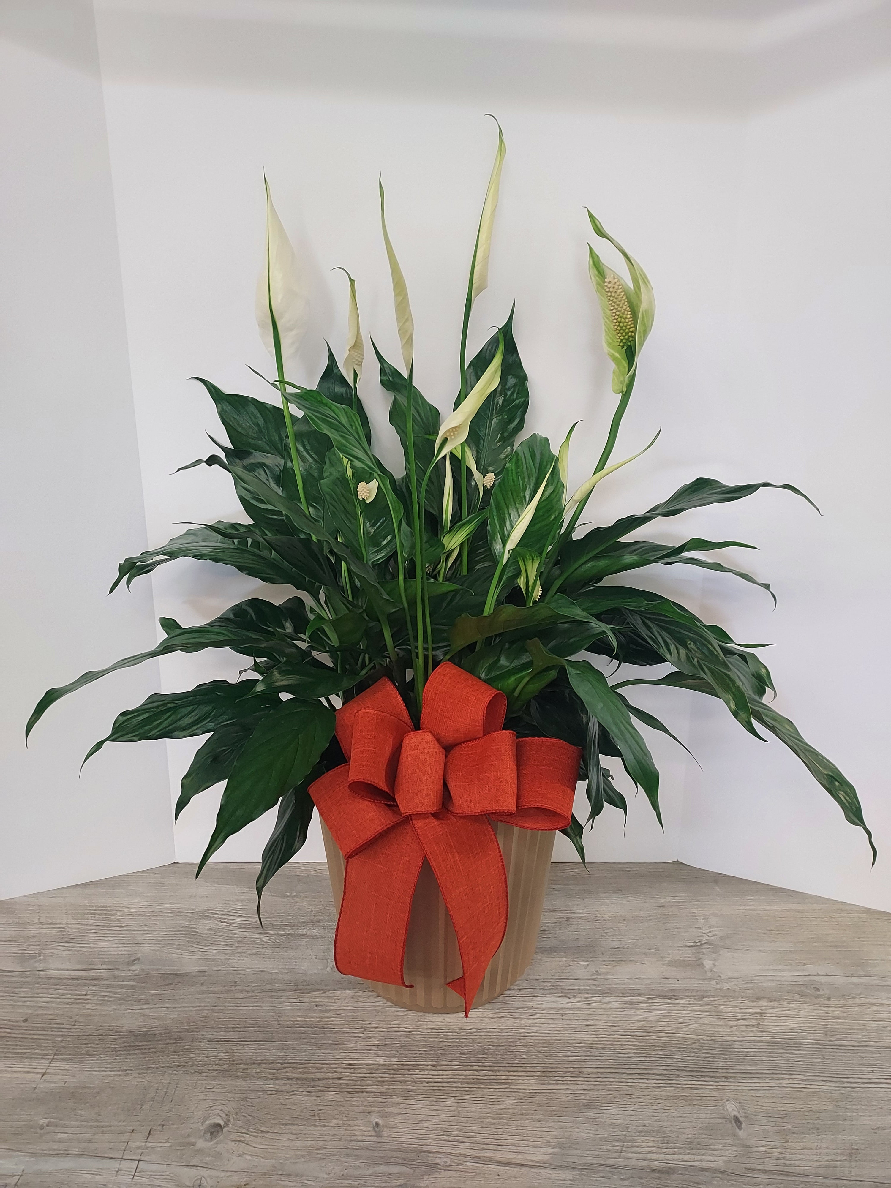 Plant - Peace Lily – George Boom Funeral Home Flowers
